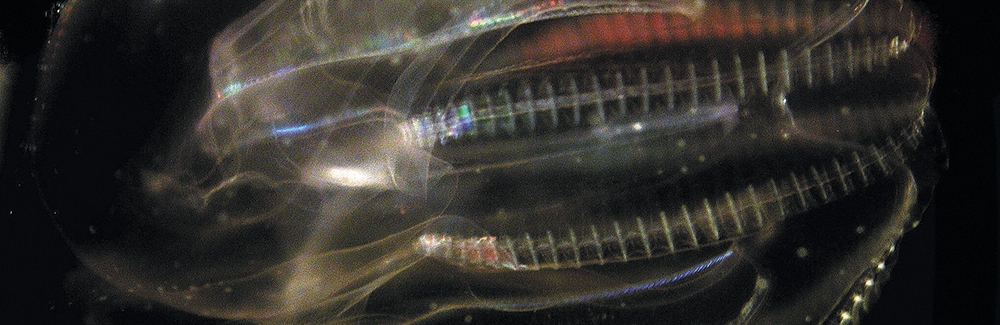 Comb Jellies Uniquely Evolved to Sense Their World | Marine Biological Laboratory